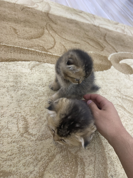 Котята скоттиш фолд+шиншилла