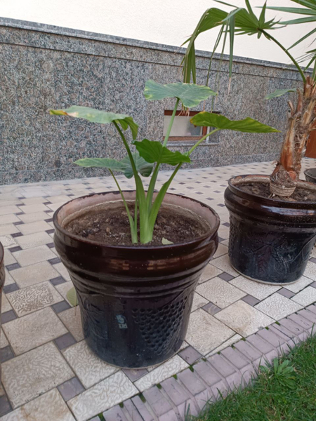 цветы в горшке