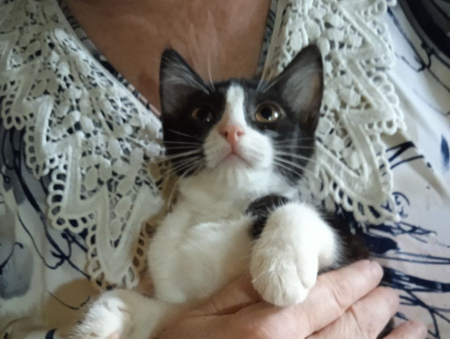 Котёнка в добрые руки (девочка)