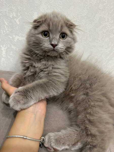 Продаётся Котенок