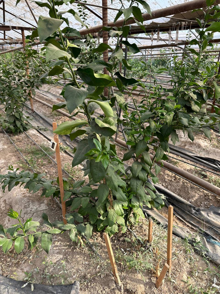 Limon kochati 600 tub