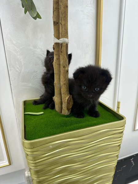 Шотландские вислоухие котята