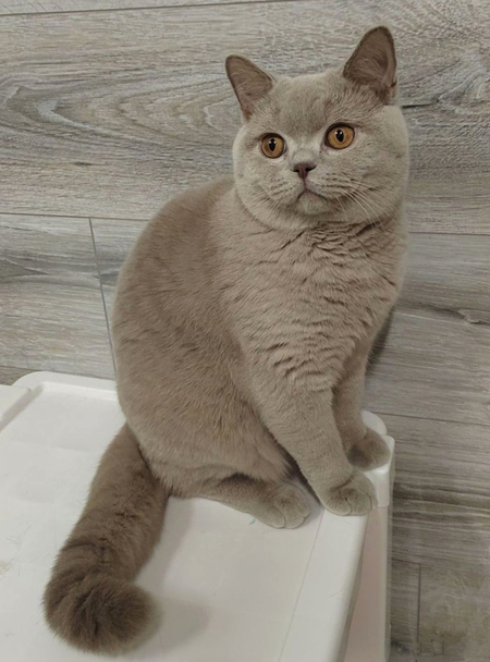 Британиский кот  мальчик