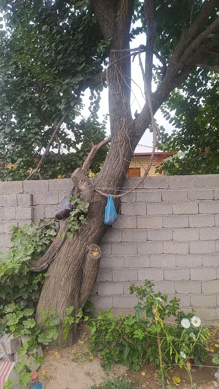 Деревья фруктовые урюк и орех