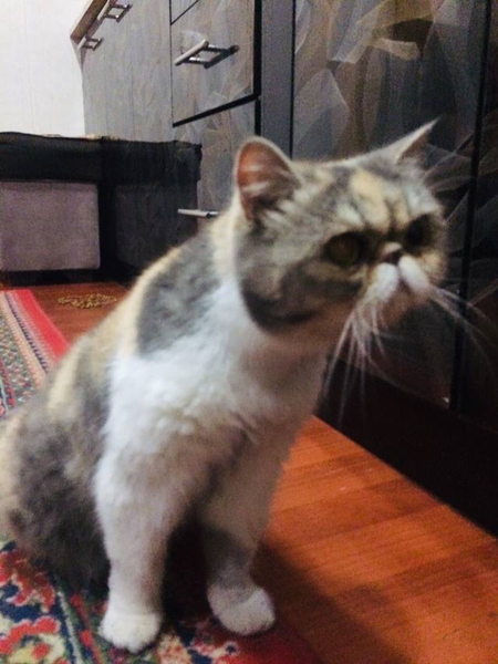 Paroda qiz muwu sotiladi