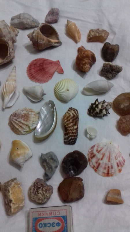 Ракушки морские для аквариума и коллекции