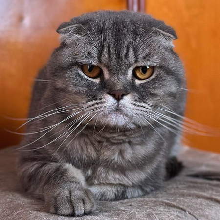 Чистокровные котята.