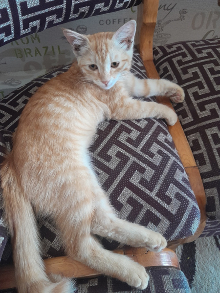 Срочно! Только в добрые руки! Домашний котёнок (мальчик)!