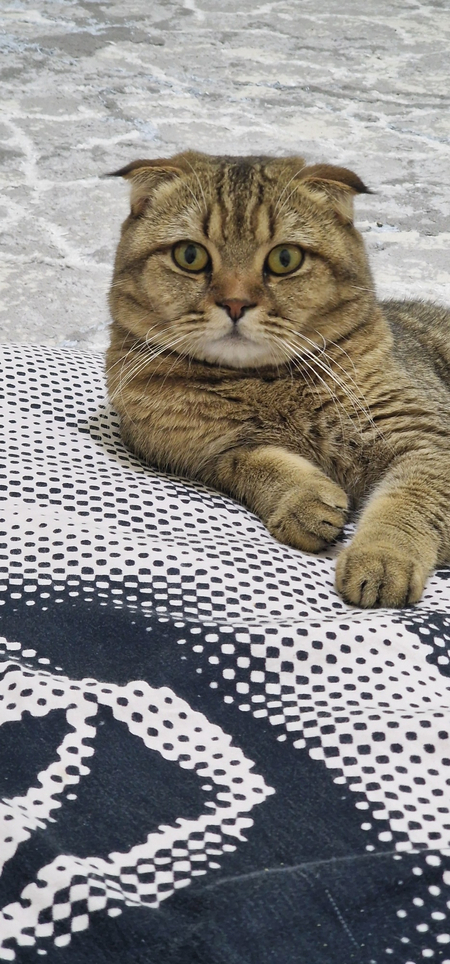 Кошка скоттиш фолдь за 300$ 1 годик
