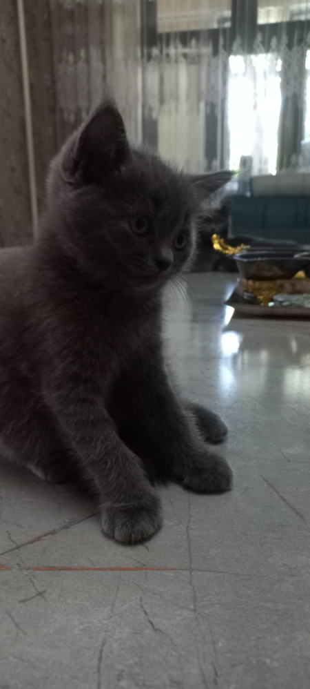 Британские котята скотиш страйт