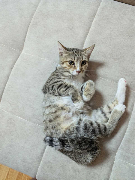 Отдам котенка бесплатно