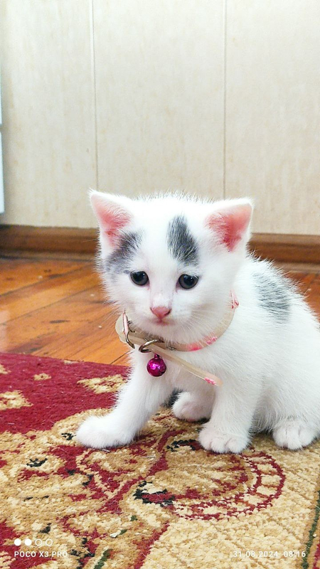 Котята Шотландские