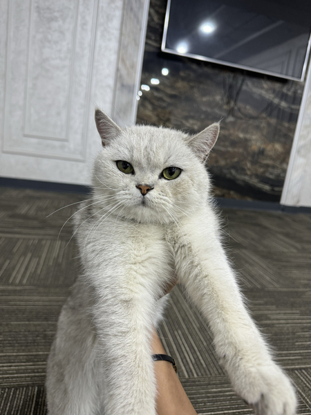 Кот мушук страйт