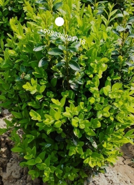Shamshod sotiladi
