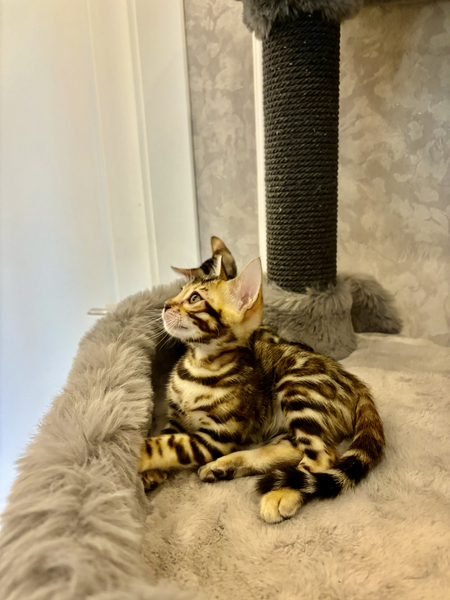 бенгальские котять