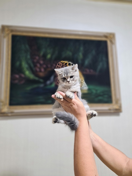Котята  скоттиш страйт