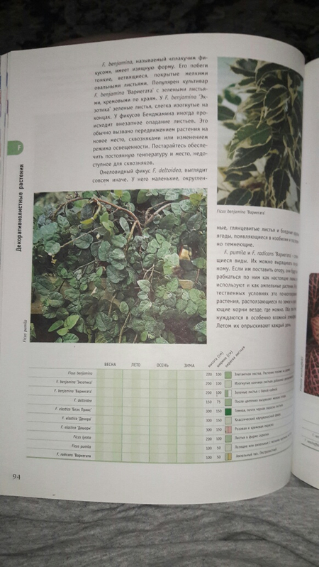 Комнатное растение