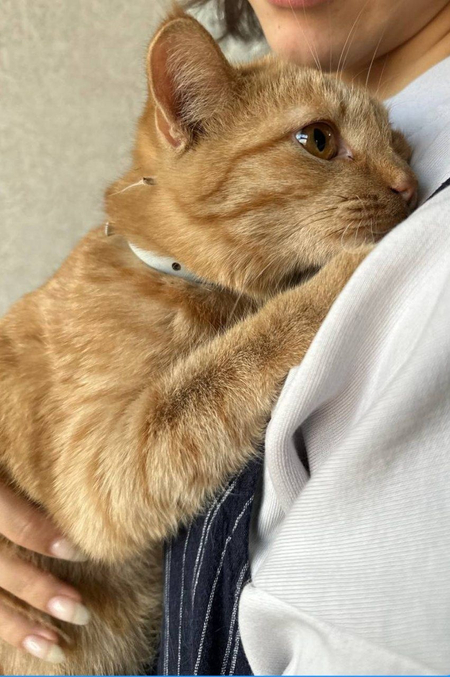 Кошка в добрые руки