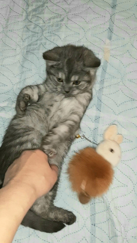 Котята скоттиш страйт