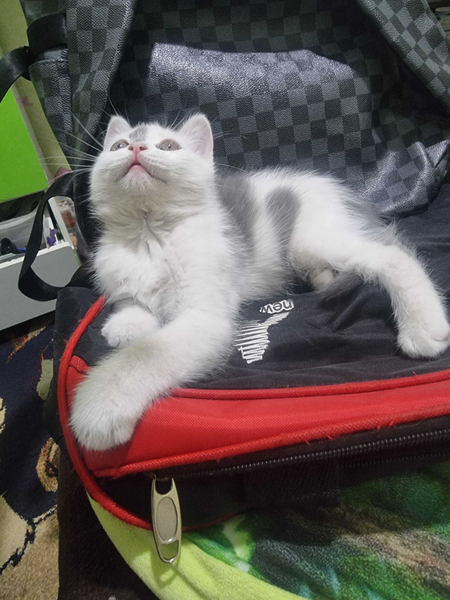 Продаются котята, британский страйт