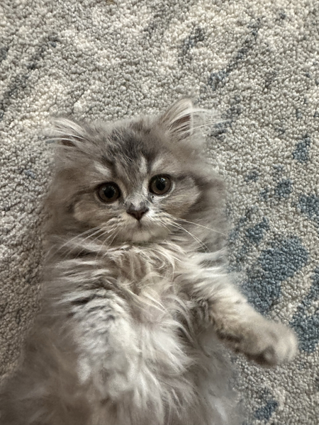 Кошка, порода: Серебристая шиншилла