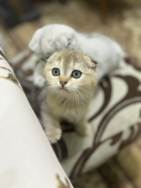 Шиншила кошка