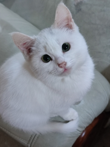 кошка даром, в хорошие руки