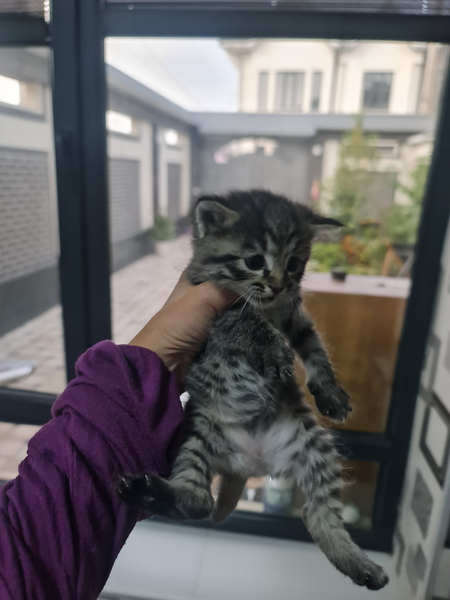 Mushuk bolasi tekinga xadiyaga beriladi Котёнок отдаётся в хорошие рук