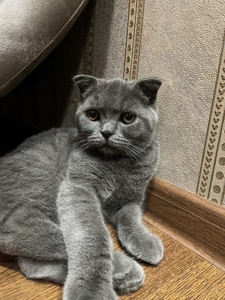 Продаются вислоухие шотланские котята