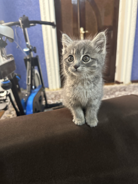 Скотиш фолд кошечка