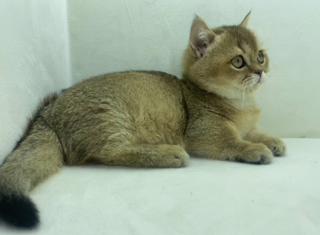 Котята породы манчкин