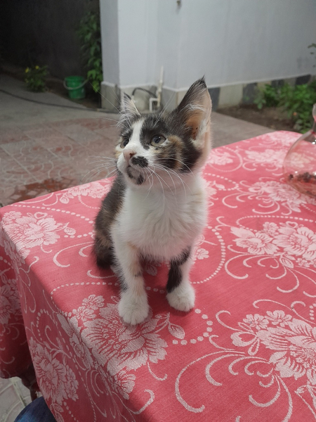 Бесплатная котята