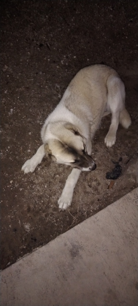 Laqabi Nala alabay paroda