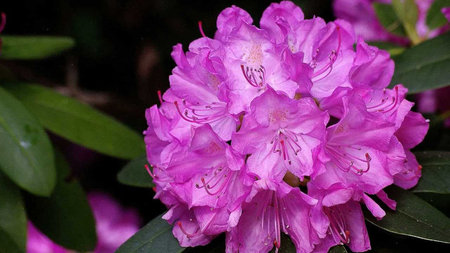 Рододендрон l Rhododendron