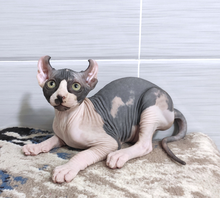 Котята сфинкса     .