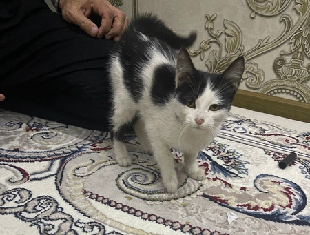 Кот / mushuk (город Чирчик)