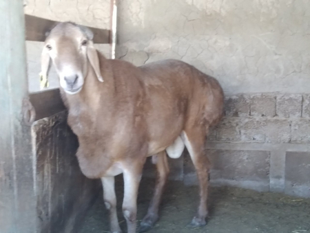 Oladiganlar tel qililar