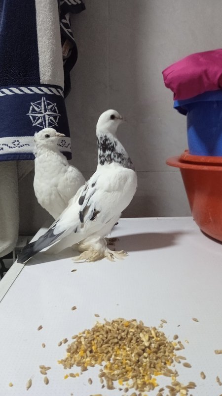 Kabutar sotiladi 2 ta Голуб каптар
