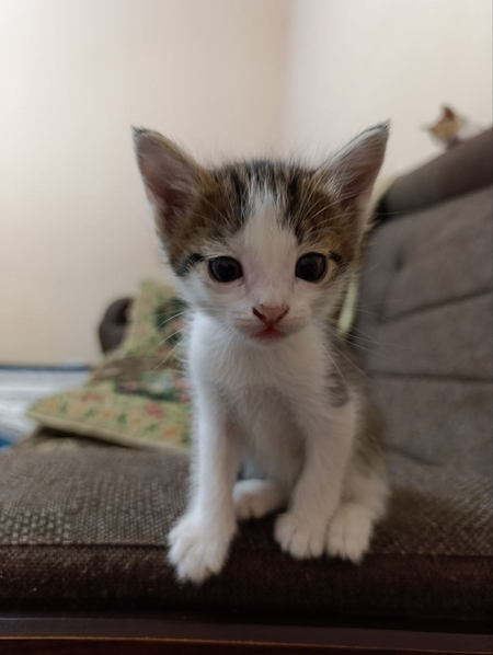 Отдам в добрые руки котят