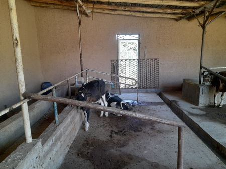 Ferma uchun uy sotiladi