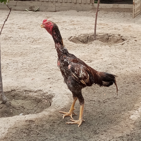 Dakan xoʻroz  shamo