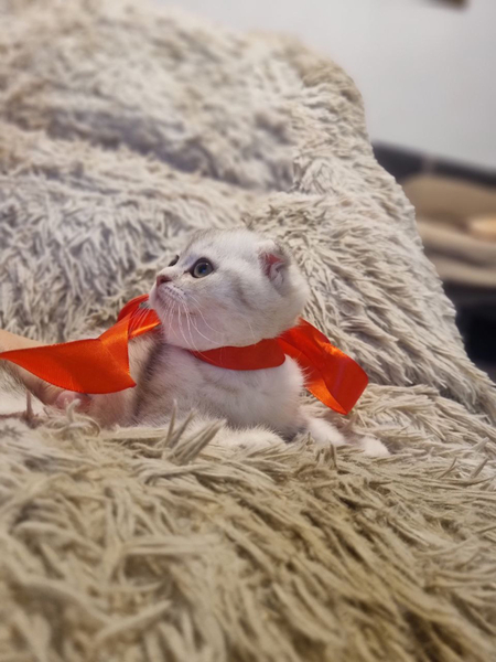 Продается котенок скоттиш фолд