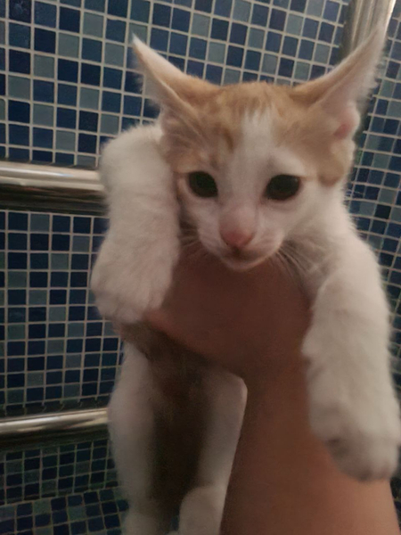 Котята в добрые руки БЕСПЛАТНО