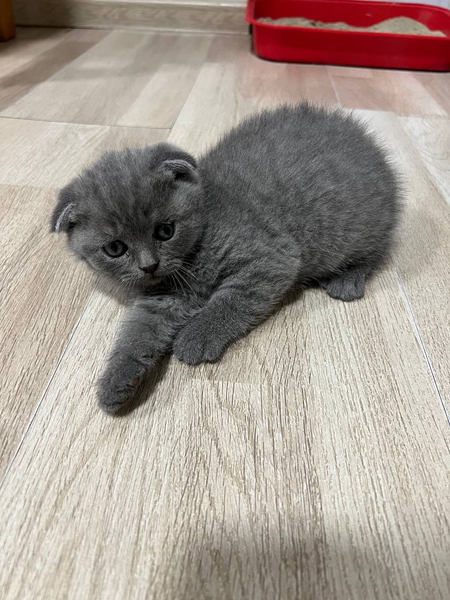 Скоттиш фолд и скоттиш страйт