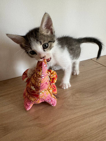 Котёнок. Очень умный