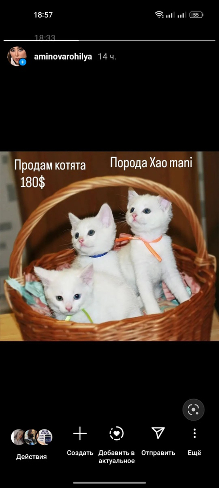 Королевская порода Хао мани слишком мало такие котятки