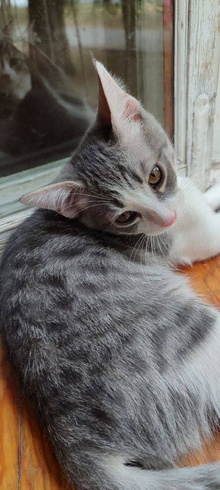 Отдам в хорошие руки котят