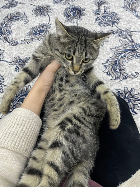 Котенок девочка в хорошие руки
