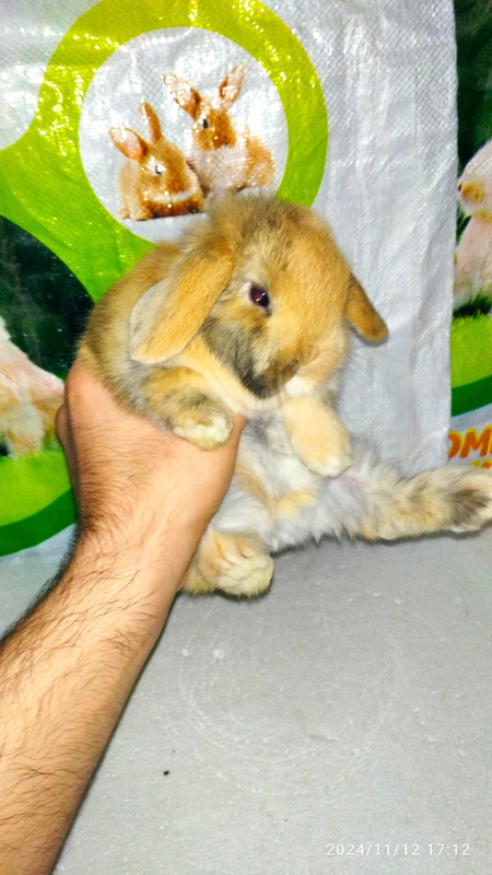 Karlik Baran Mini quyon sotiladi.Кролик карликовый  баран