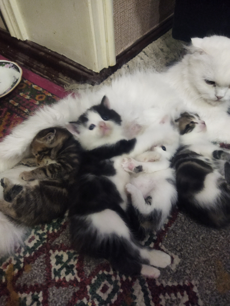 Отдам котят в добрые руки